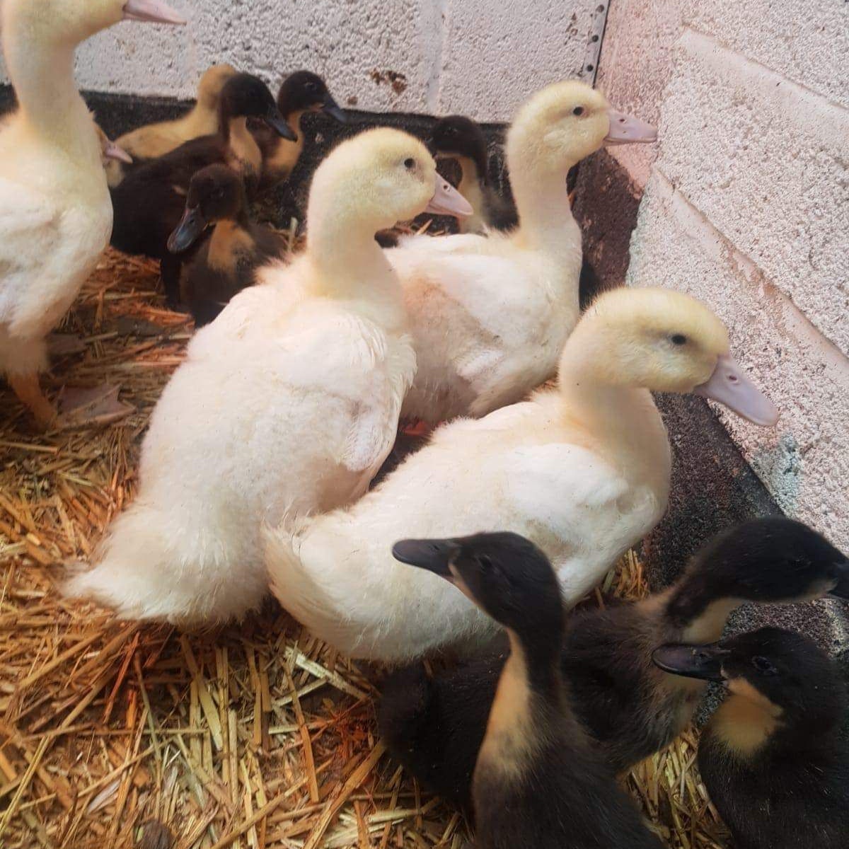 Duckling Update - Bradwell Village School